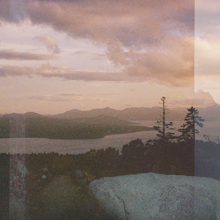 FOR MY WILL オードパルファン | SHIROオフィシャルサイト